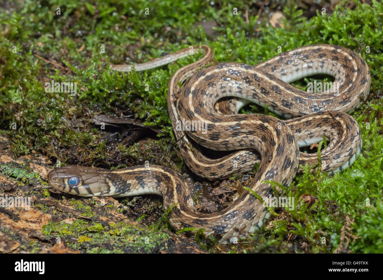 Snake checkerboard pattern hi-res stock photography and images - Alamy