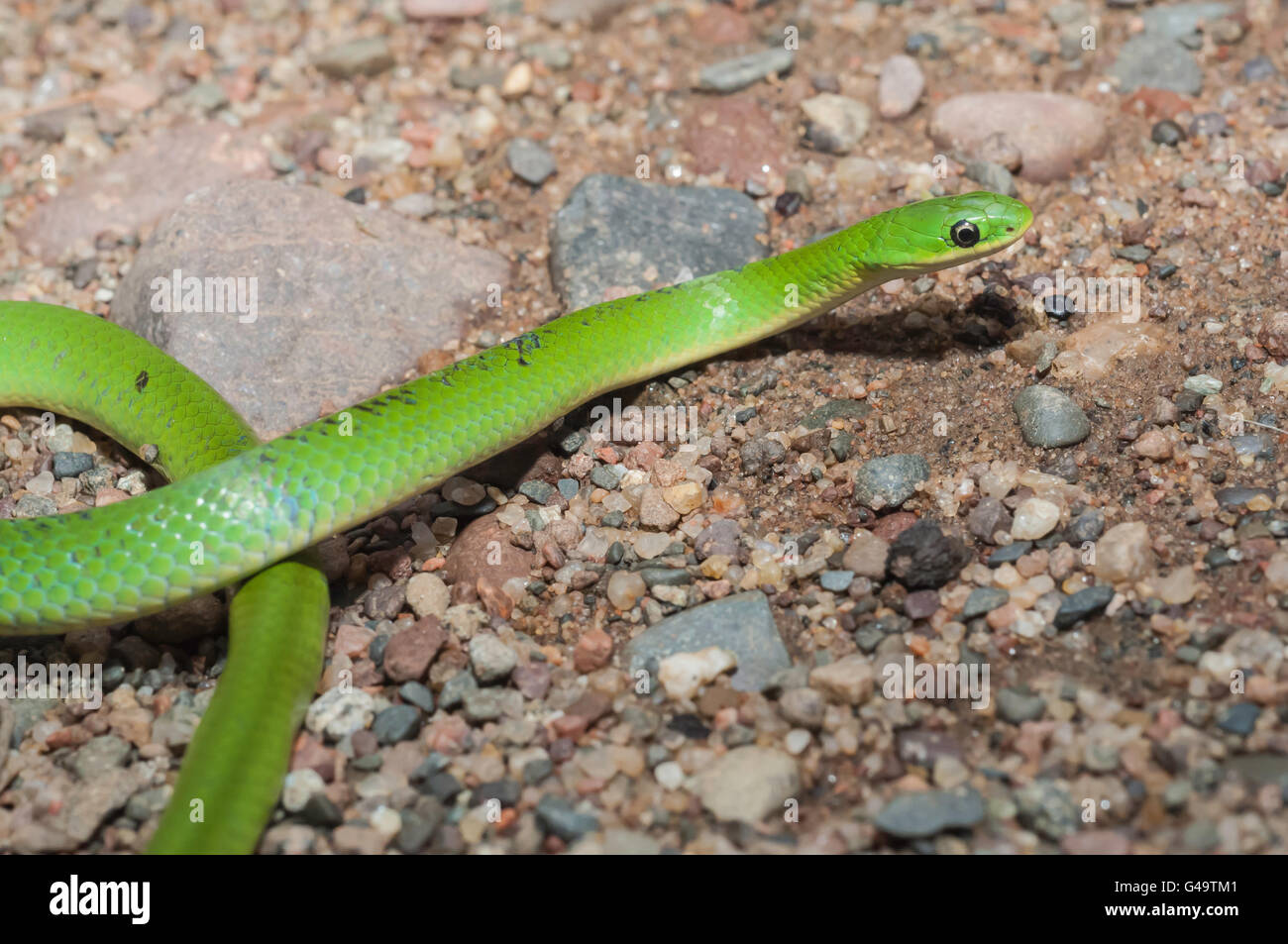 Smooth green snake, Opheodrys vernalis, native to Northern North ...