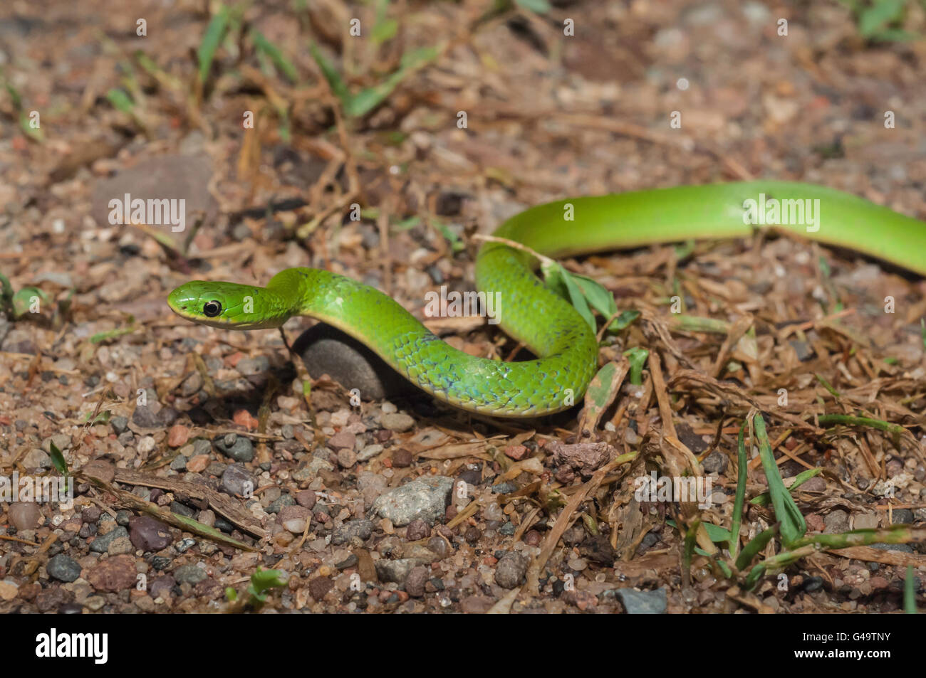 Smooth green snake, Opheodrys vernalis, native to Northern North ...