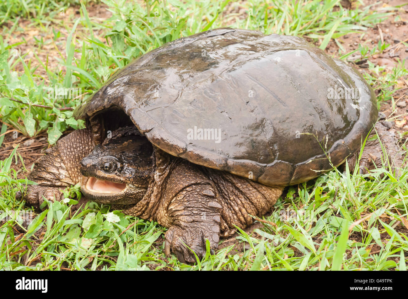 Common snapping turtle, Chelydra serpentina, freshwater turtle native ...