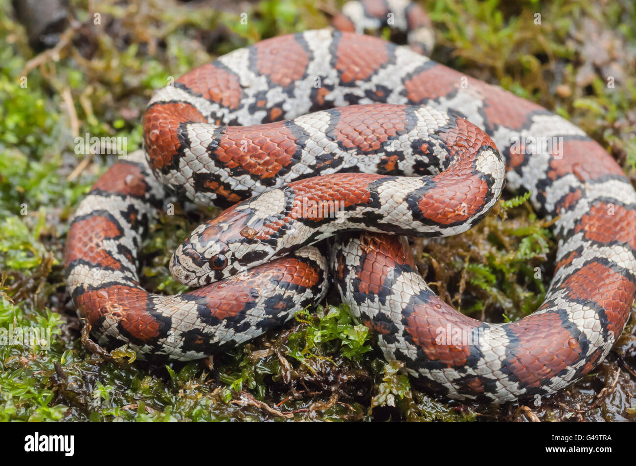 Milk Snake