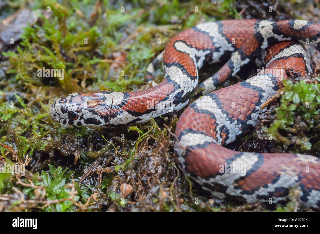 Eastern milk snake, Lampropeltis triangulum triangulum, native to the ...