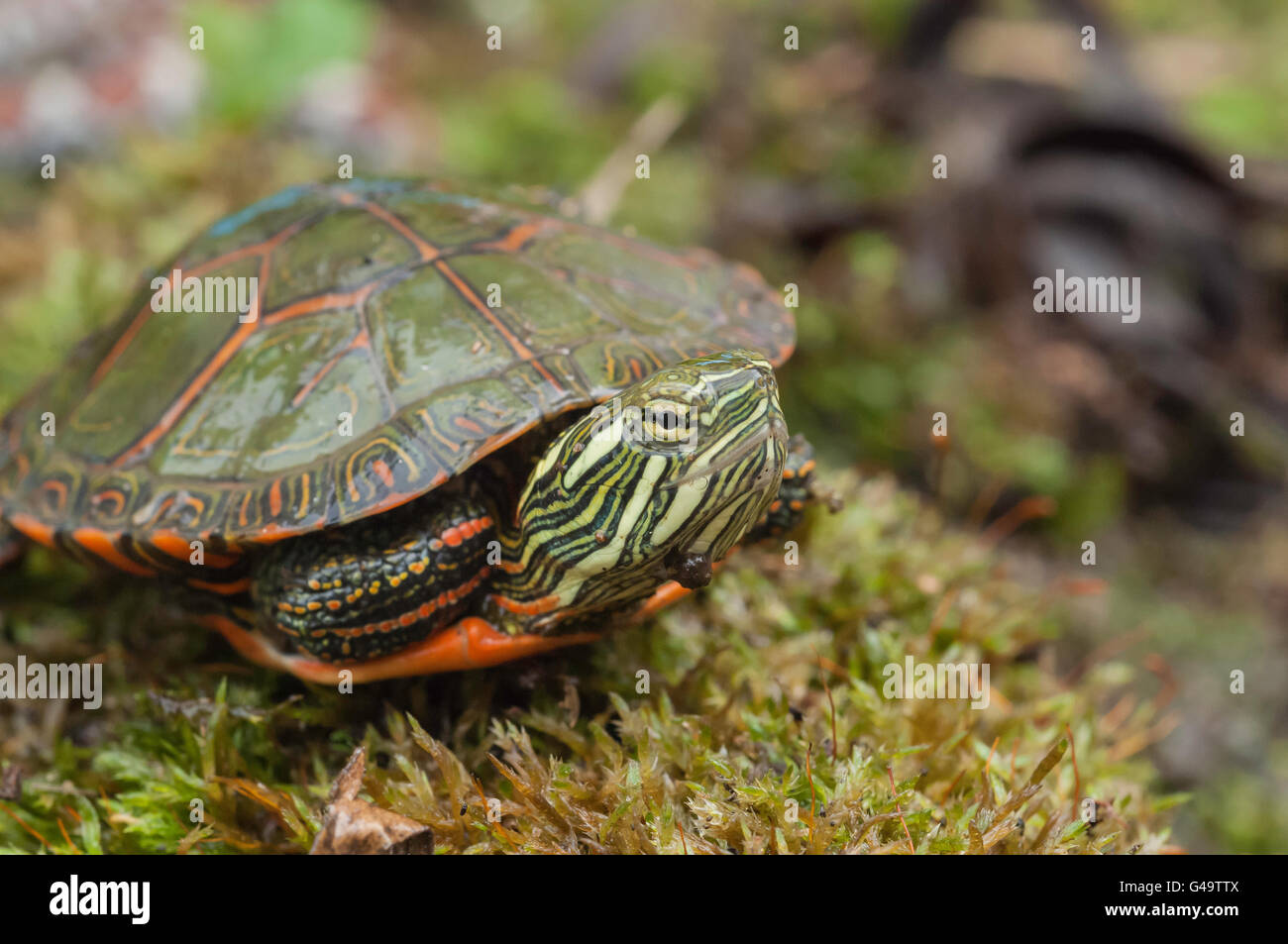 Midland painted turtle, Chrysemys picta marginata; native to eastern ...