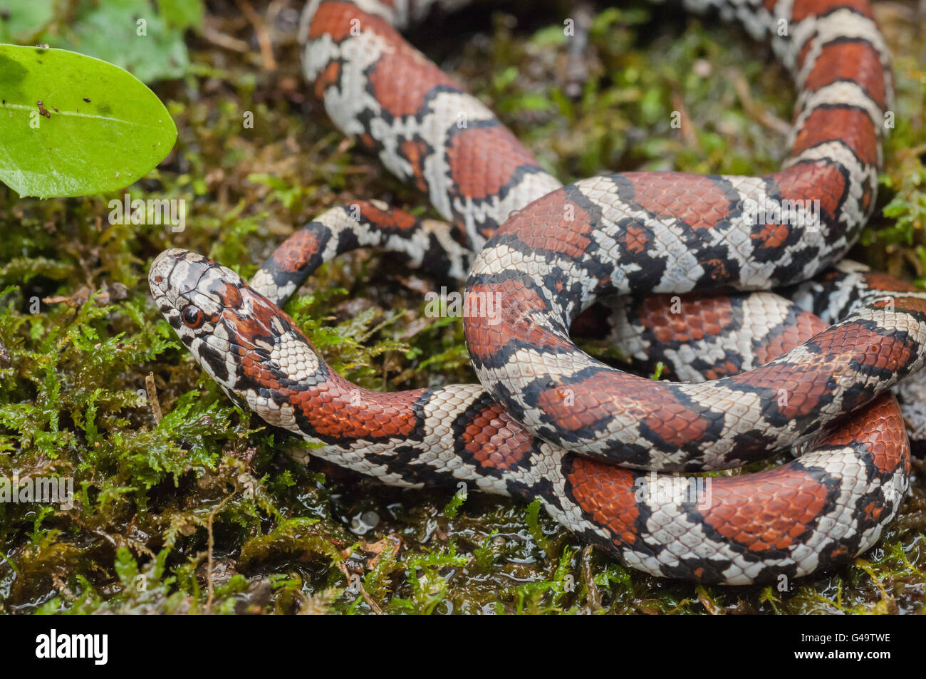 King snake pet hi-res stock photography and images - Alamy