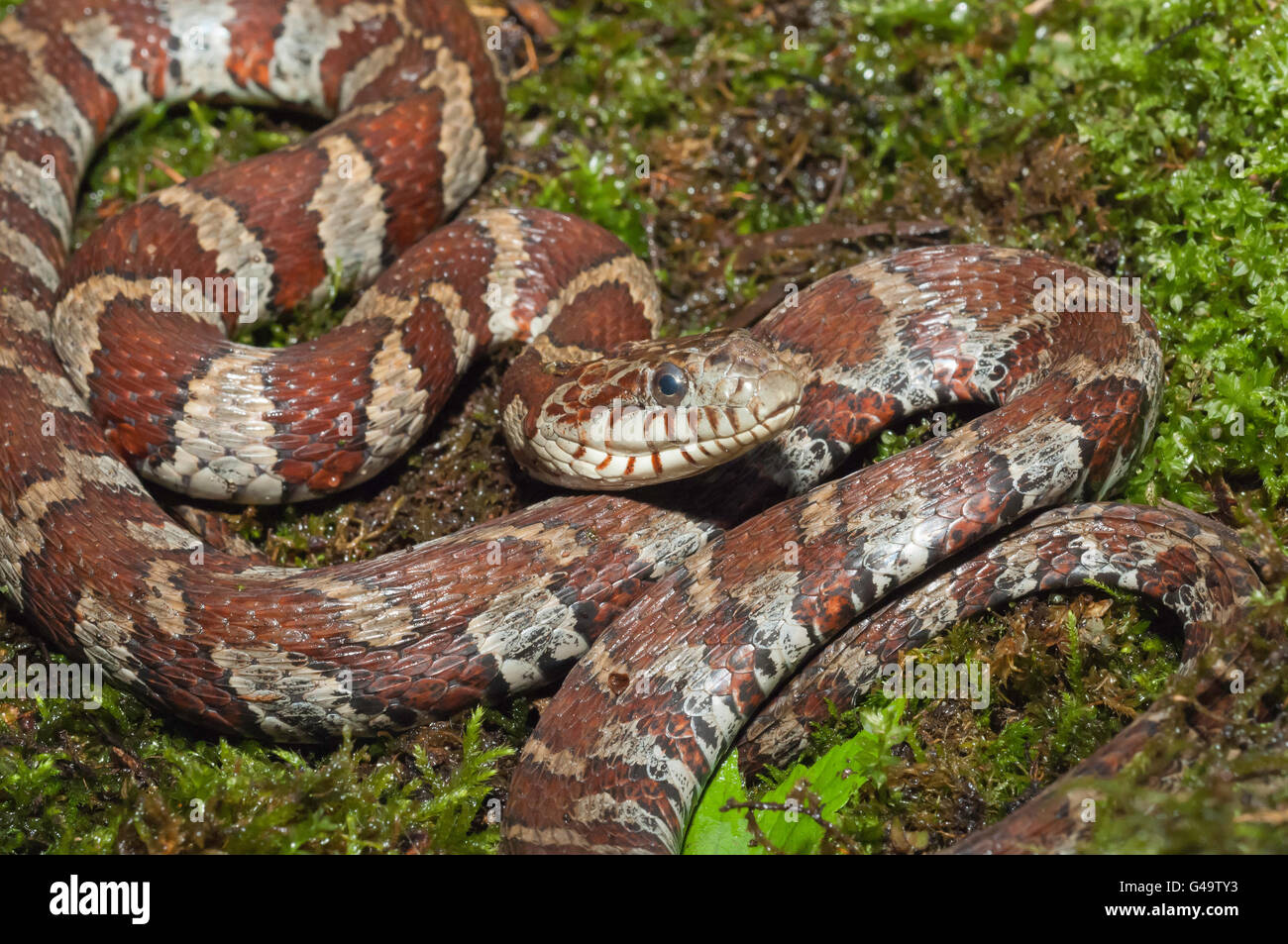 Northern water snake, Nerodia sipedon sipedon; native to North America ...