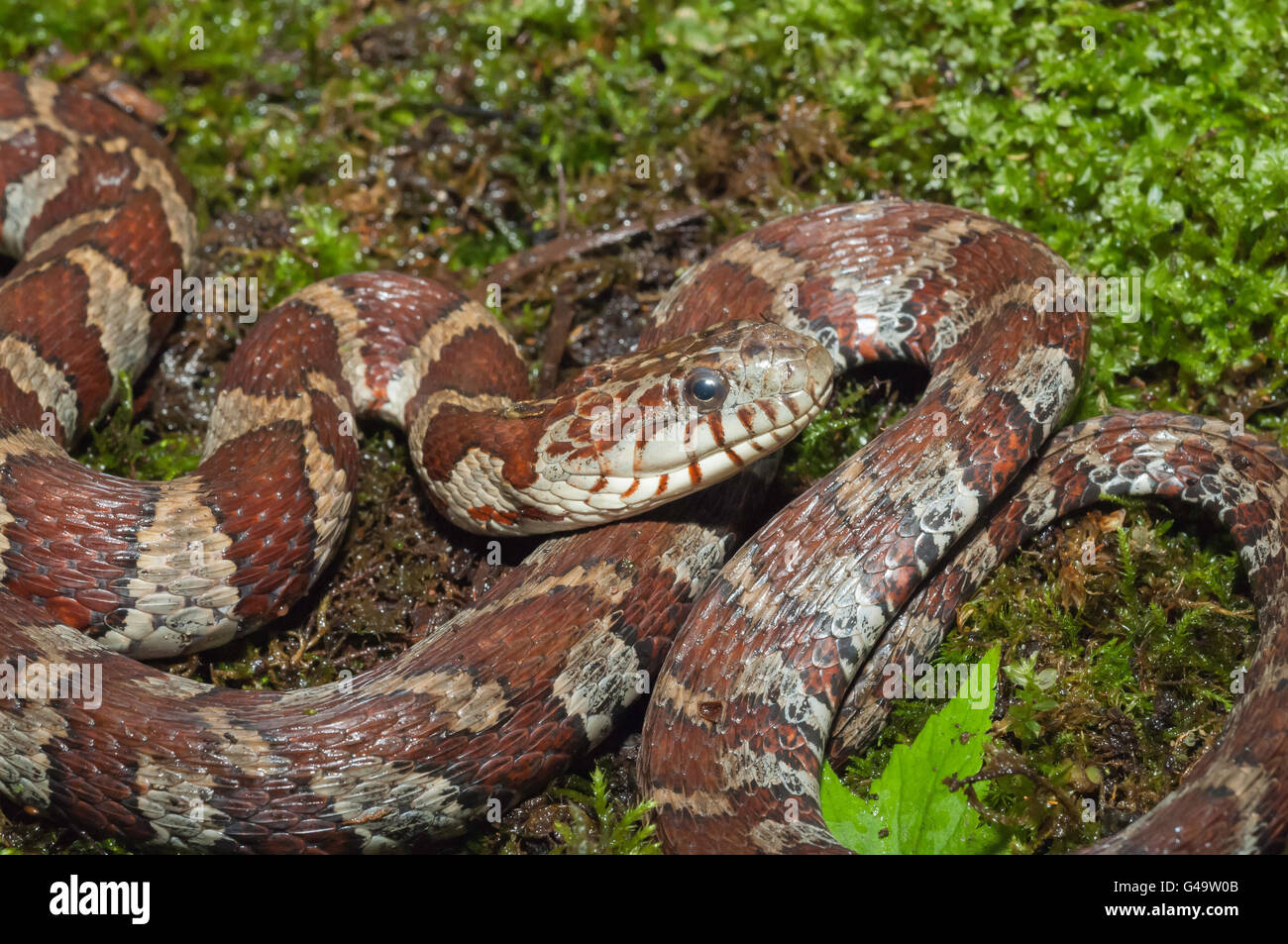 North American Water Snake