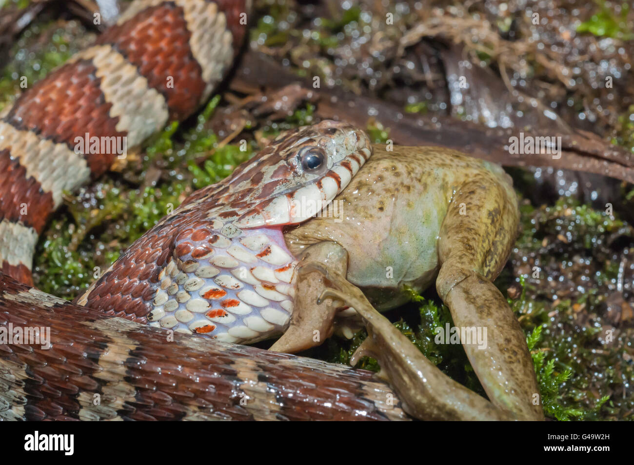 Northern Water Snake Eating Huge Swimming Snake Eats Catfish In