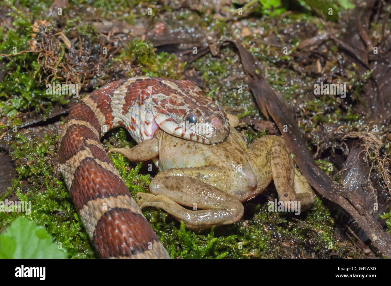 Northern water snake, Nerodia sipedon, eating green frog, Rana ...
