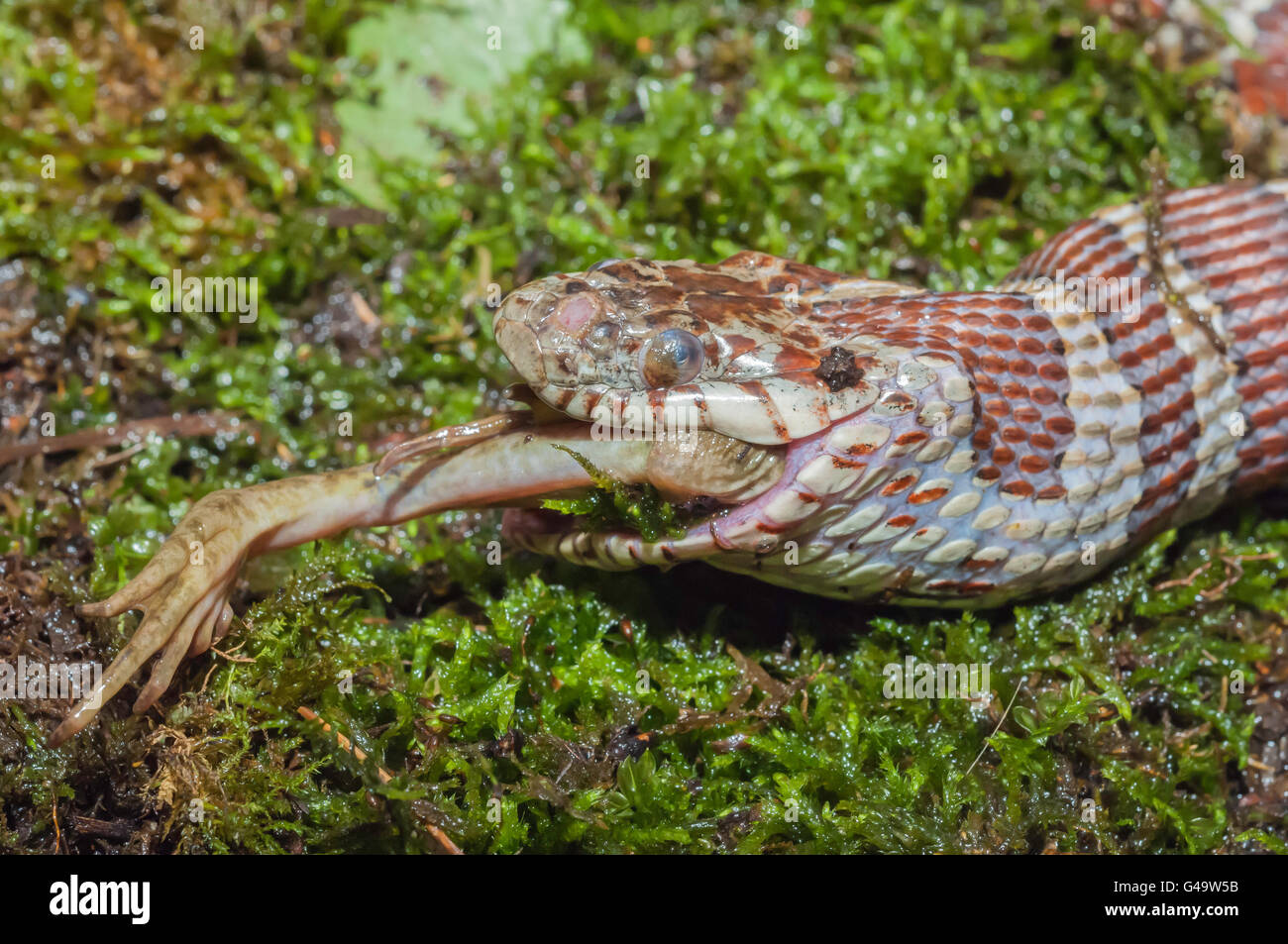 Northern water snake, Nerodia sipedon, eating green frog, Rana ...