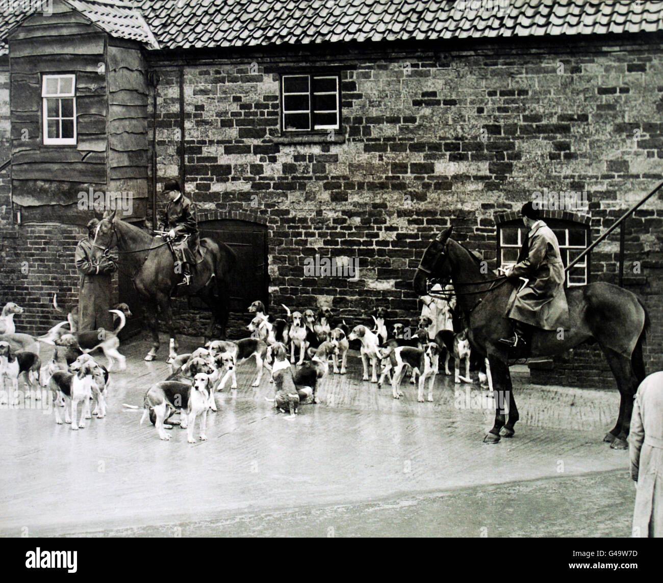 Meet belvoir hunt hi-res stock photography and images - Alamy