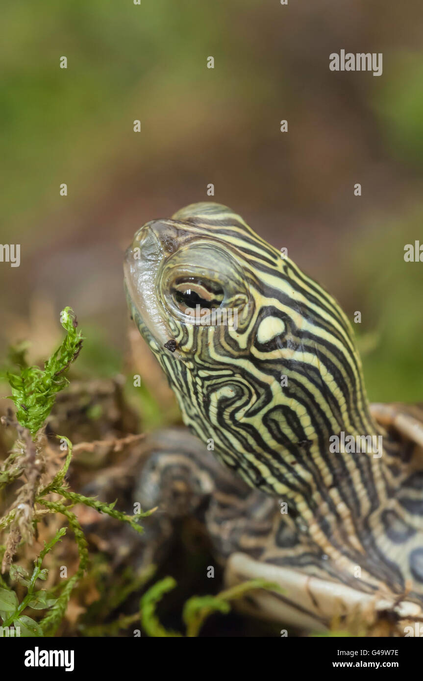 Common (northern) map turtle, Graptemys geographica, native to eastern ...