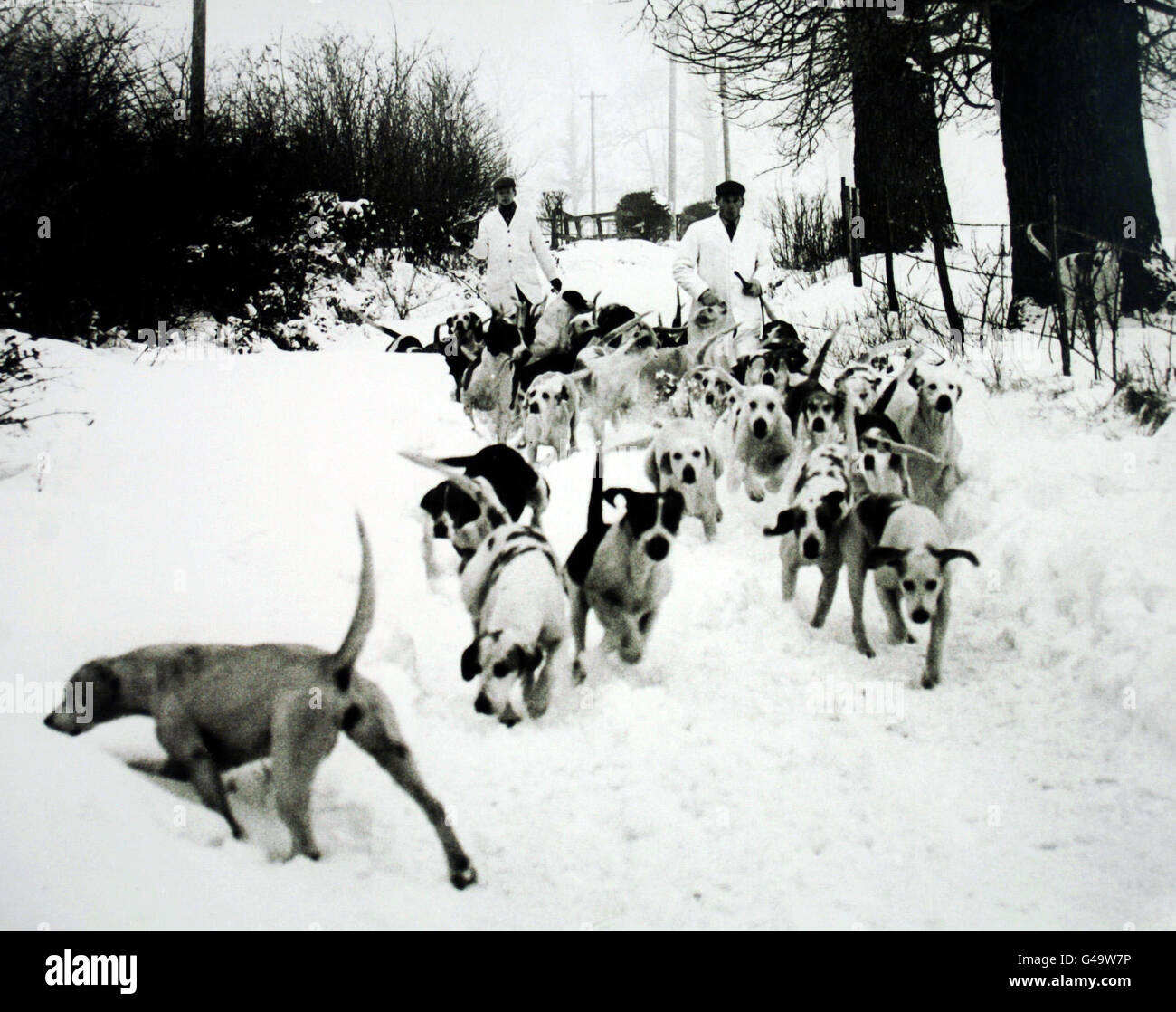Fox Hunting - Hounds Stock Photo - Alamy