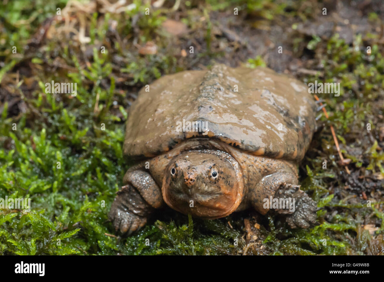 Common snapping turtle, Chelydra serpentina serpentina, juvenile Stock ...