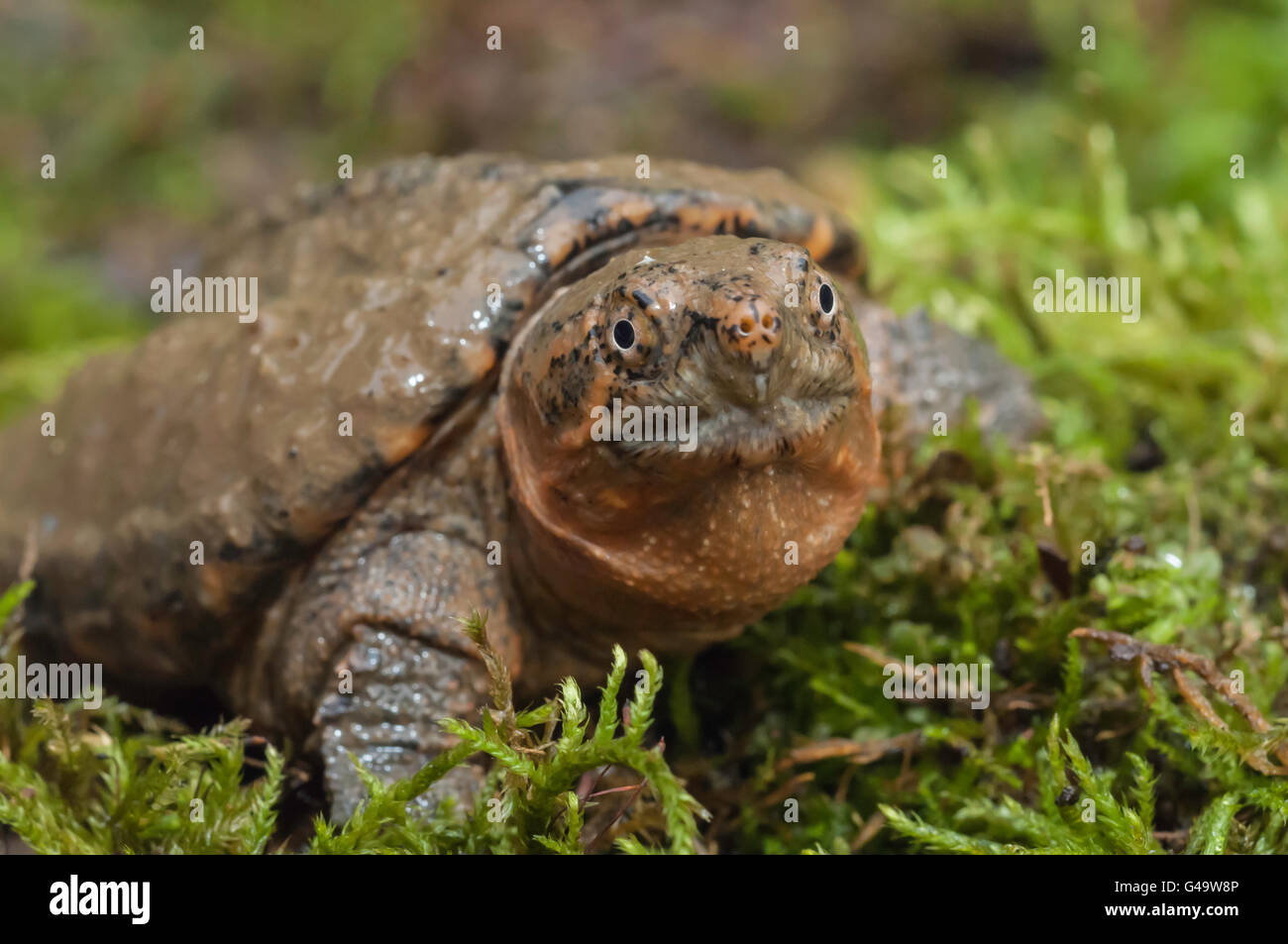 Common snapping turtle, Chelydra serpentina serpentina, juvenile Stock ...