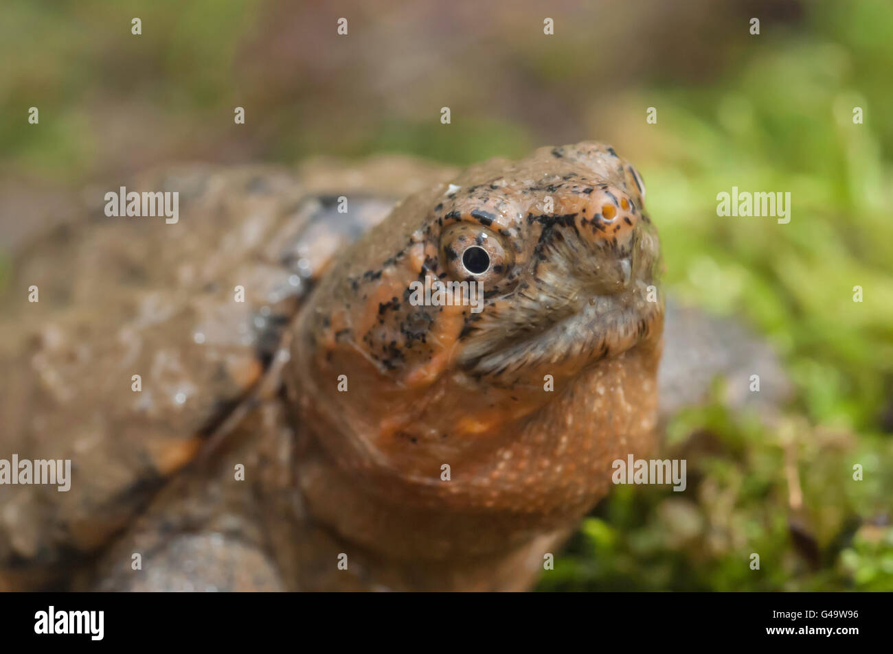 Common snapping turtle, Chelydra serpentina serpentina, juvenile Stock ...