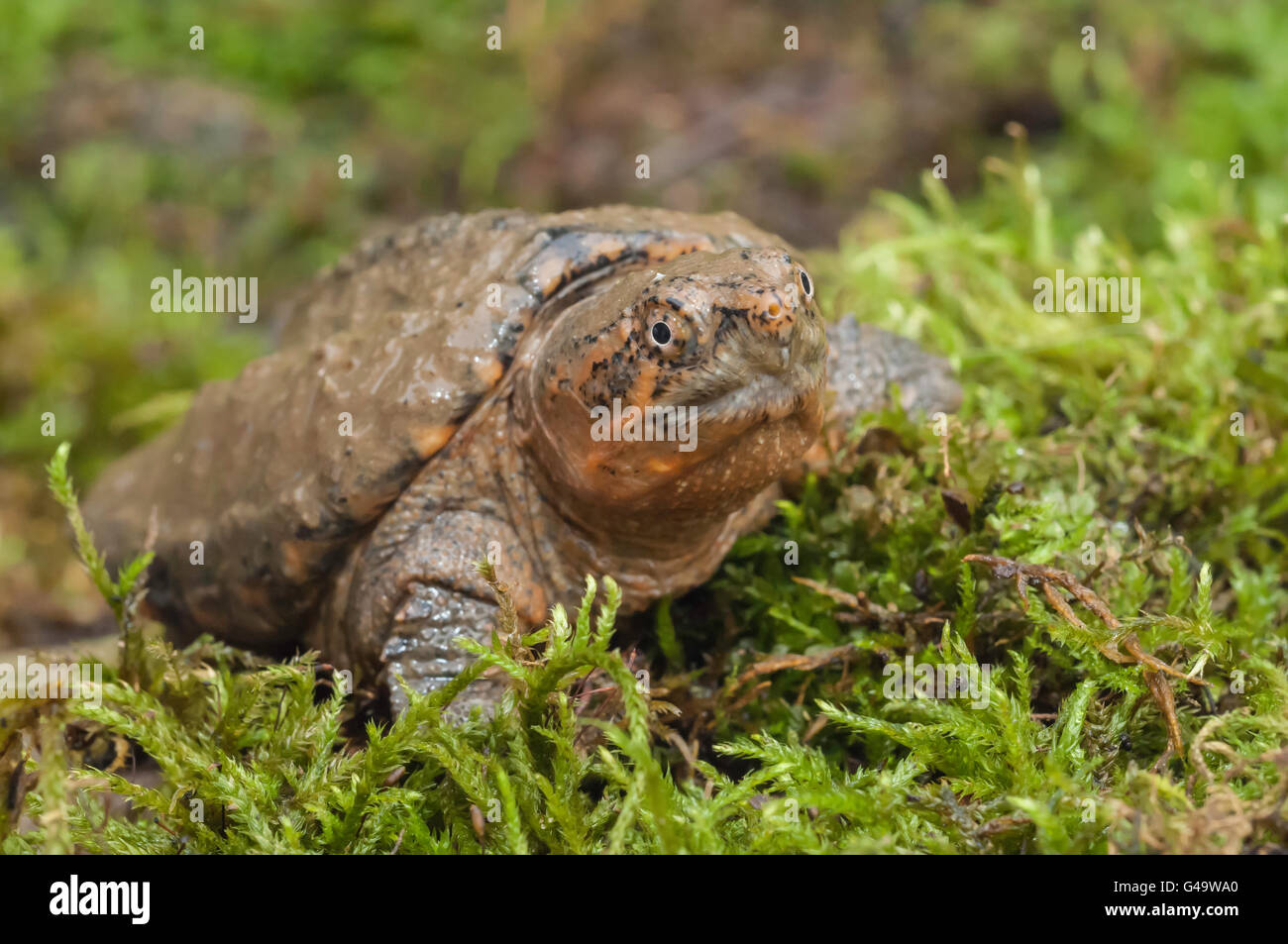 Common snapping turtle, Chelydra serpentina serpentina, juvenile Stock ...