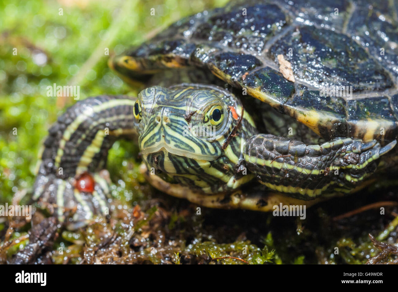 Red-eared slider, Trachemys scripta elegans, juvenile, native to ...