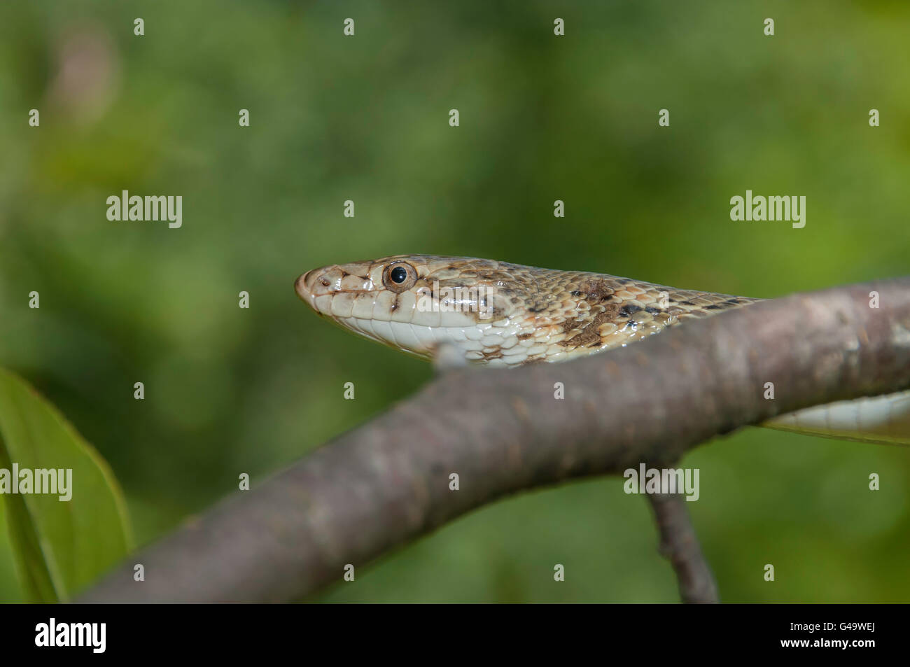Faded snake hi-res stock photography and images - Alamy
