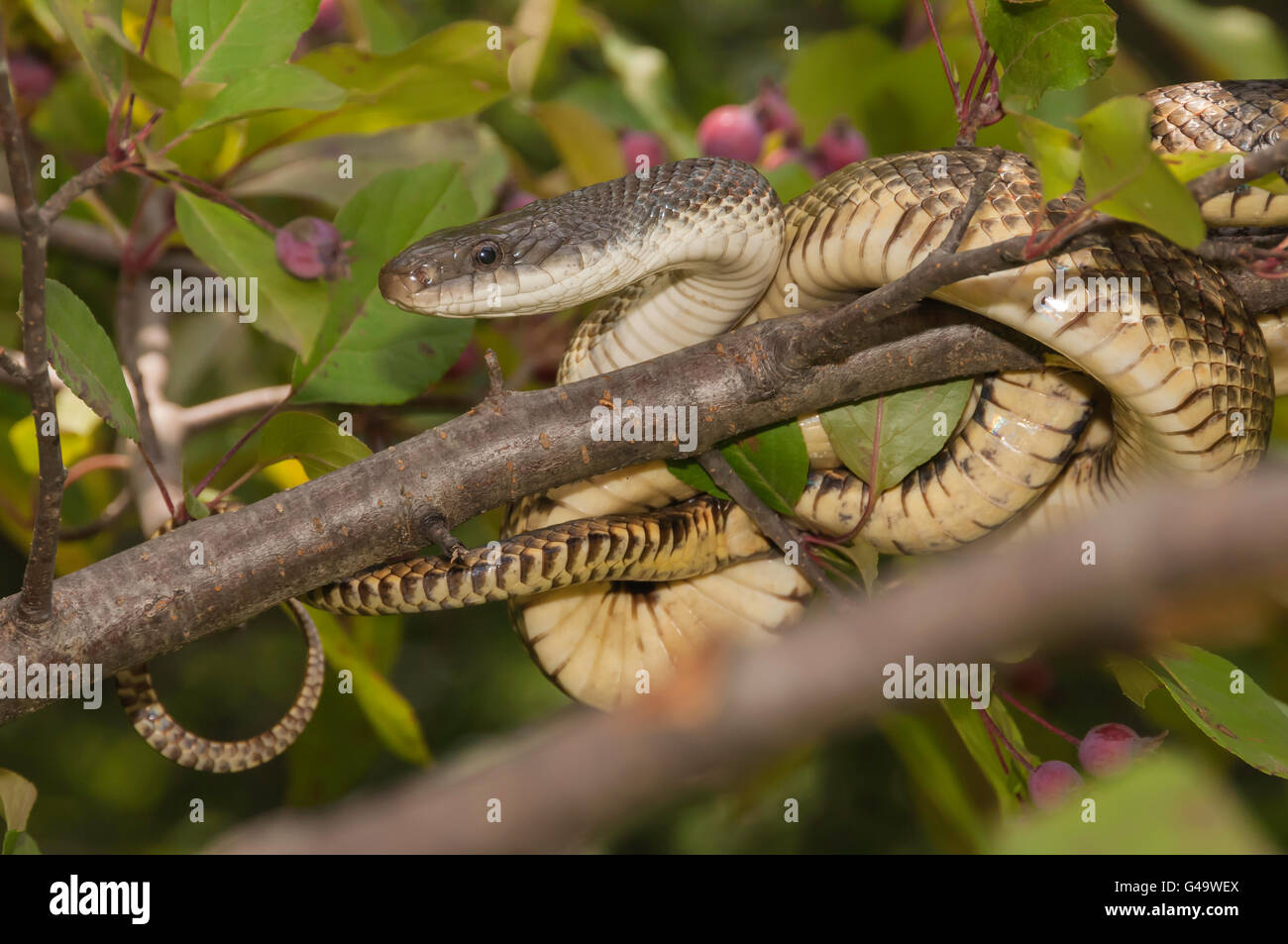 Texas rat snake, Elaphe obsoleta lindheimeri, native to Texas ...