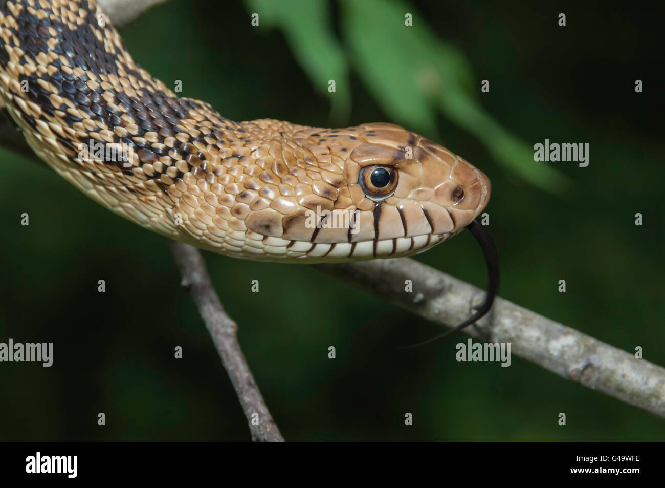 Northern pine snake, Pituophis melanoleucus melanoleucus, native to ...
