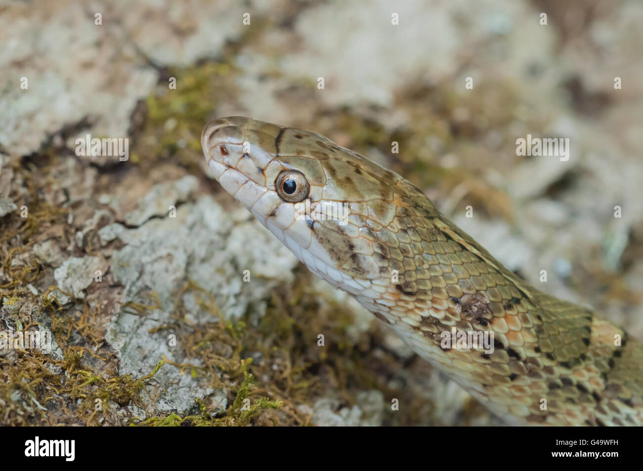 Exotherm hi-res stock photography and images - Alamy