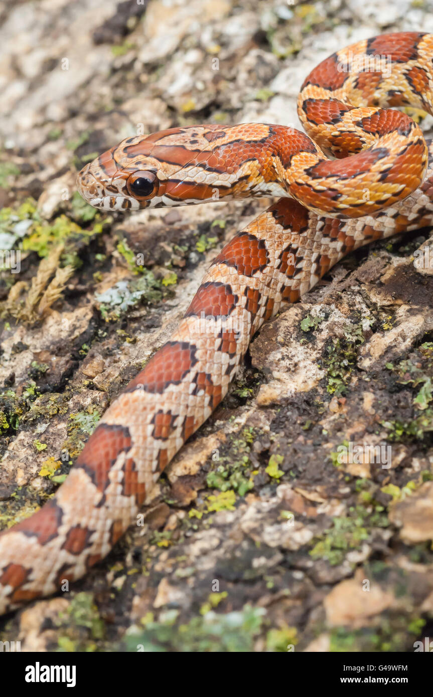 Corn snake, red rat snake, Pantherophis guttatus, native to ...