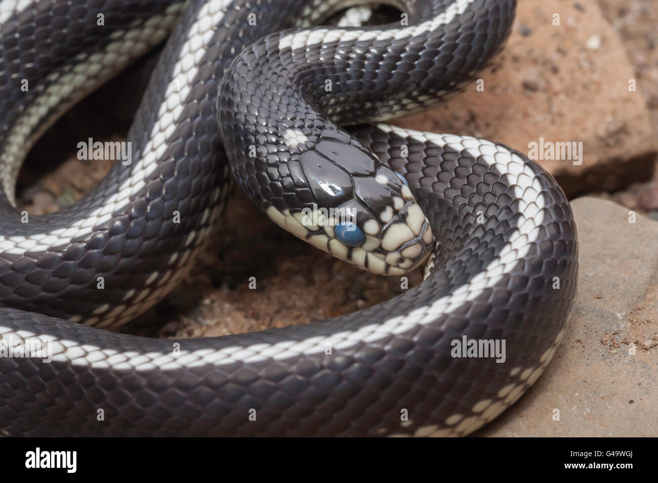 California king snake, desert phase, Lampropeltis getula californiae ...