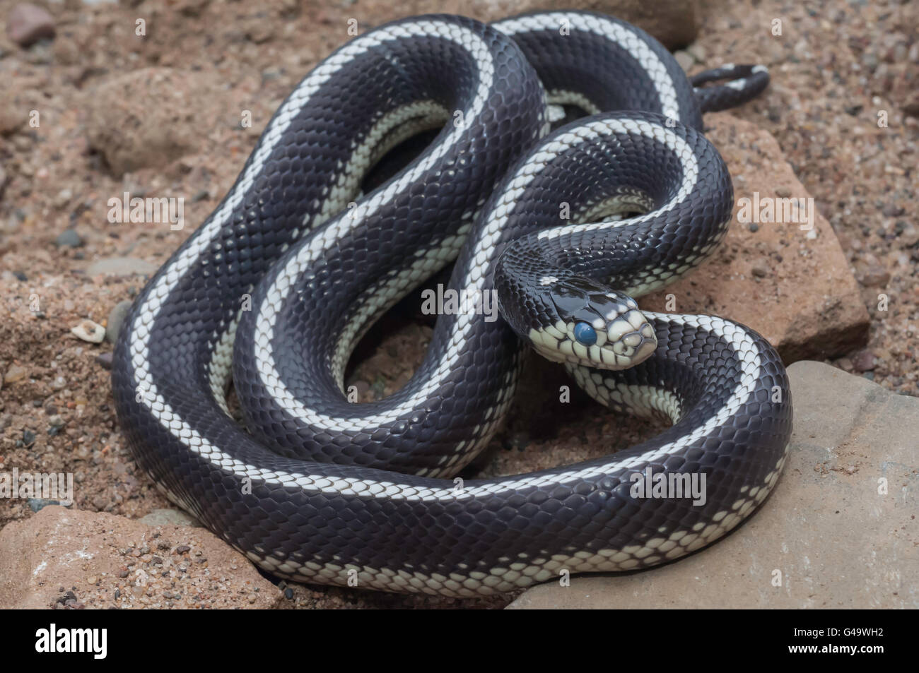 Western King Snake