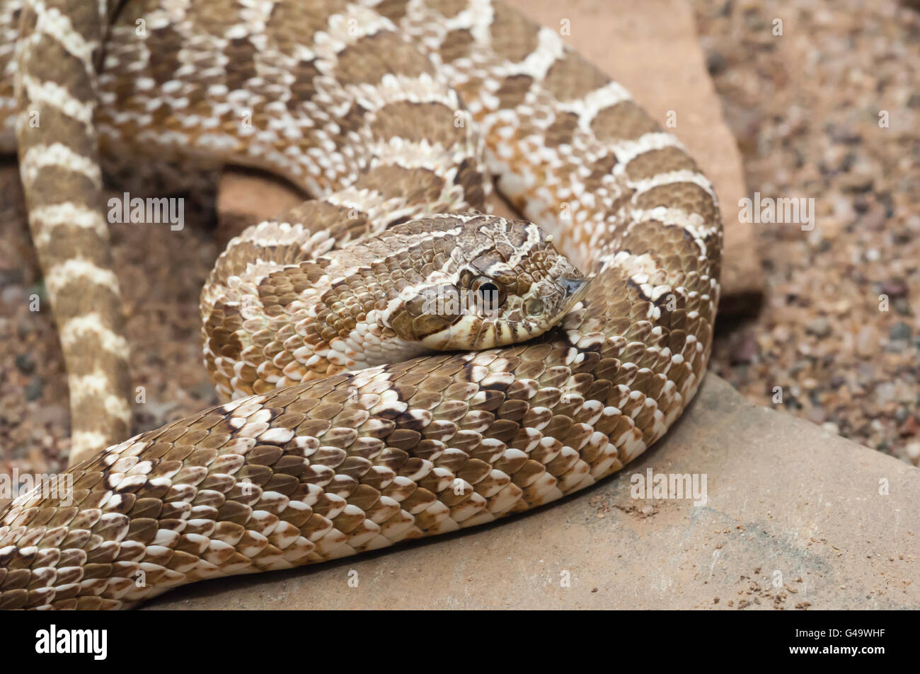 Spreading adder hi-res stock photography and images - Alamy