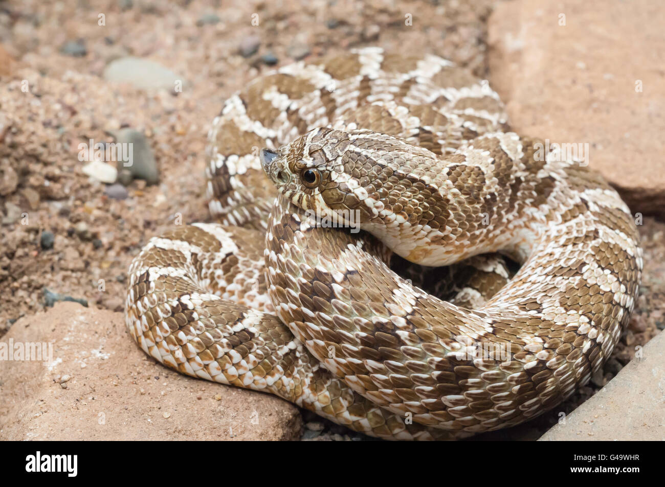 Spreading adder hi-res stock photography and images - Alamy