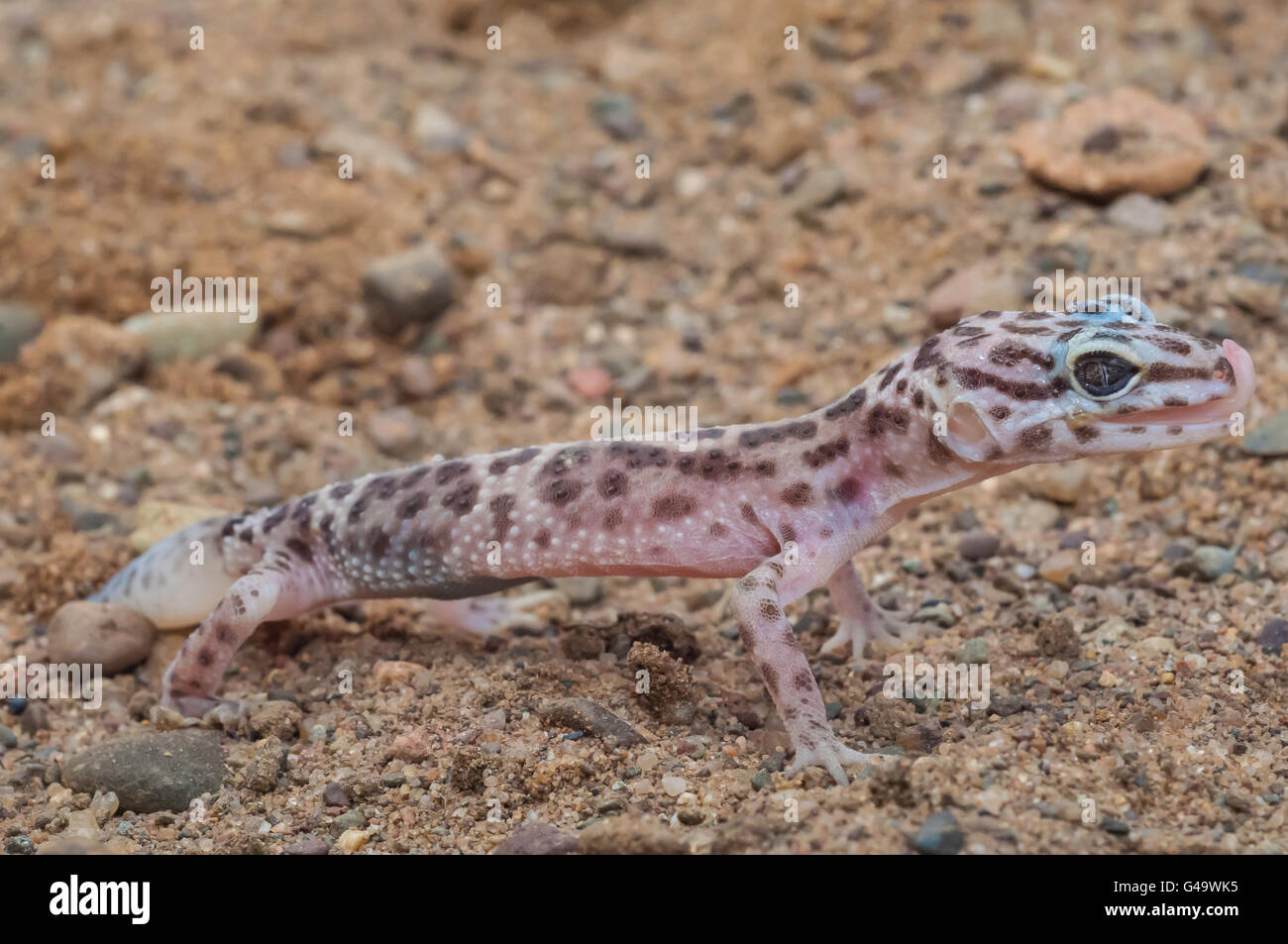 Leopard Gecko In The Desert