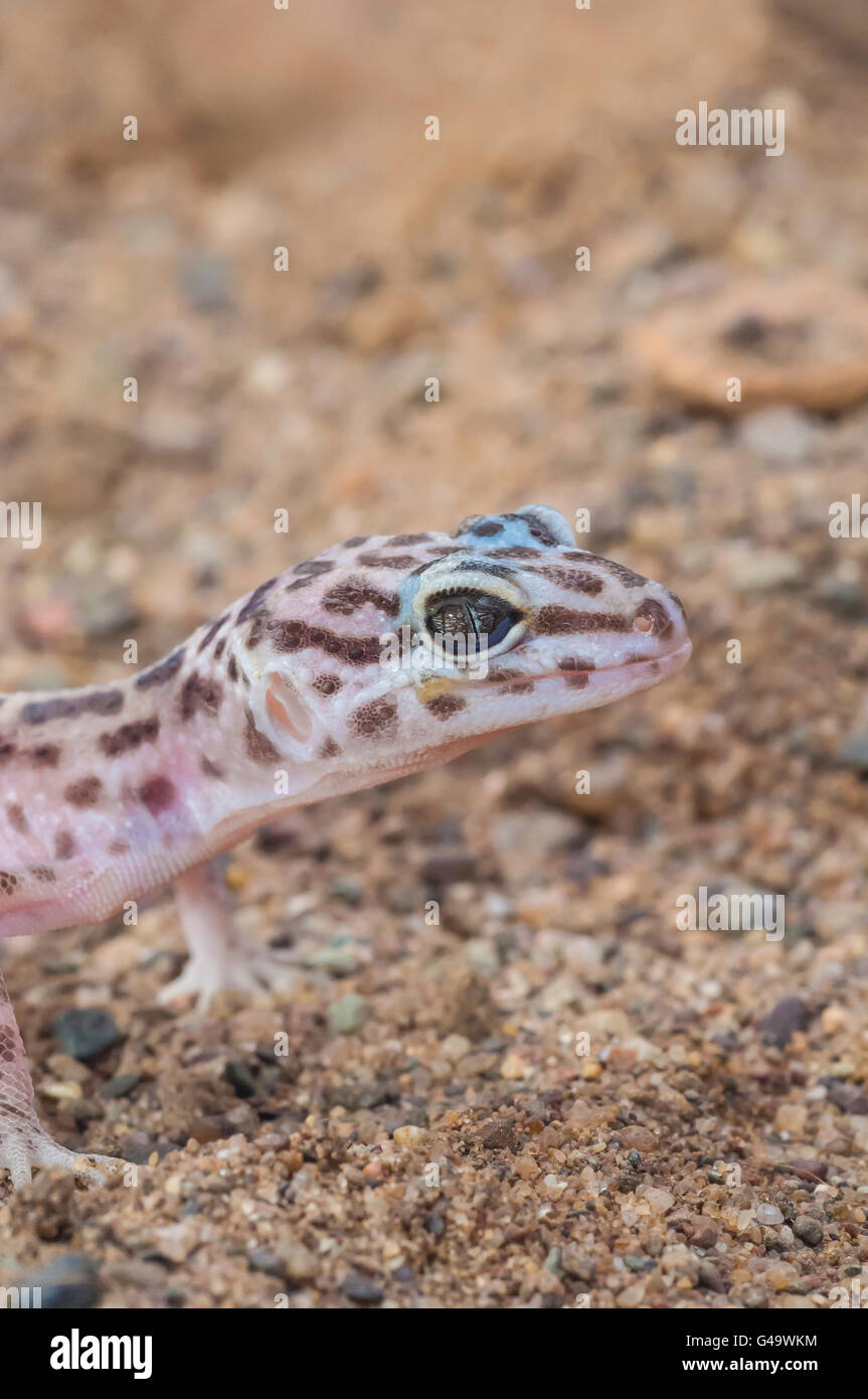 Molting leopard gecko, Eublepharis macularius, with regenerating tail ...