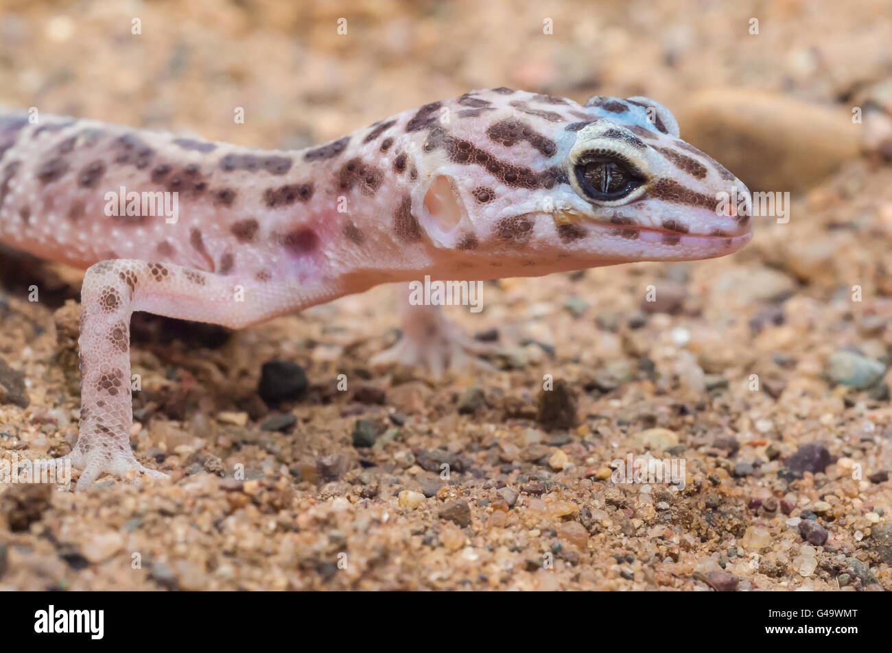 Molting leopard gecko, Eublepharis macularius, with regenerating tail ...