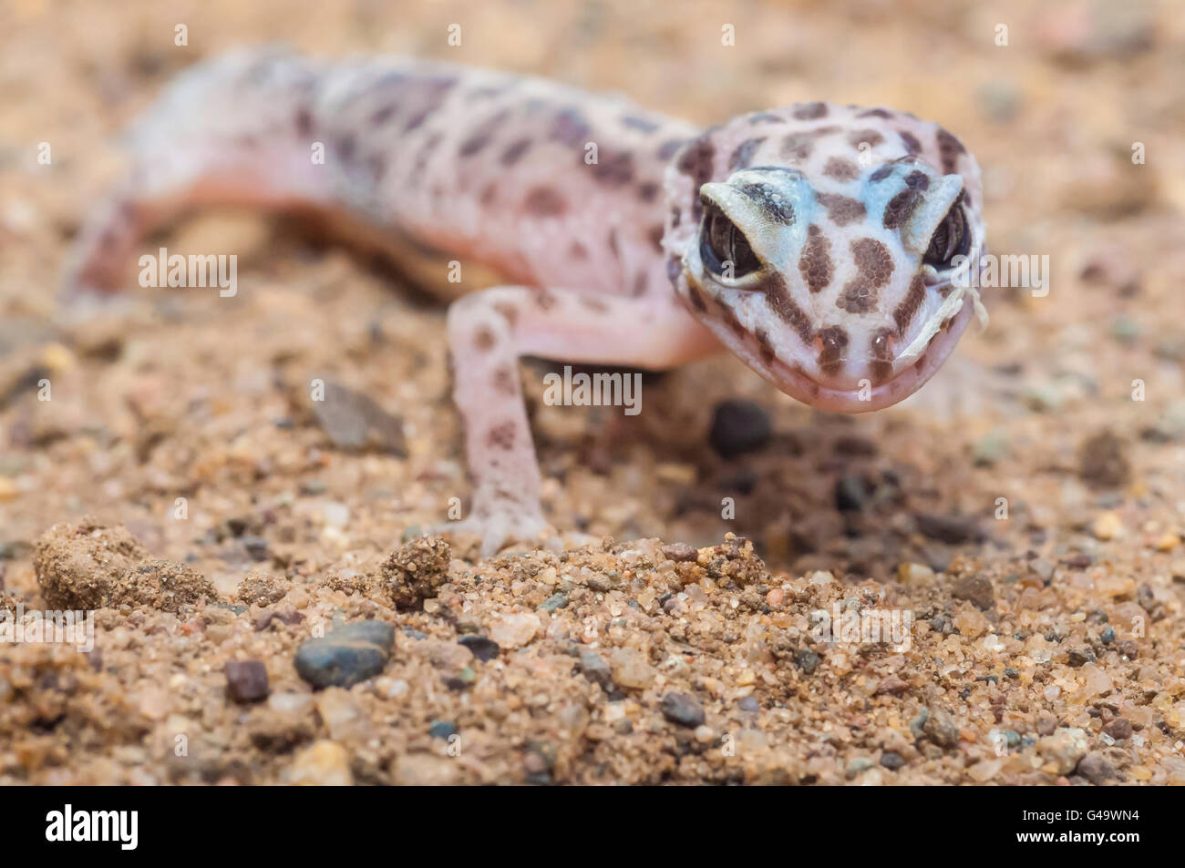 Fat tail gecko hi-res stock photography and images - Alamy