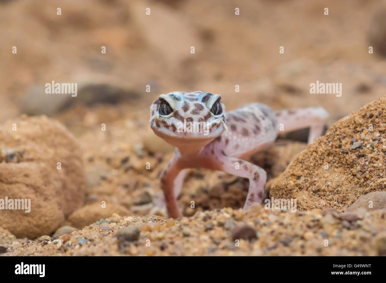 Molting leopard gecko, Eublepharis macularius, with regenerating tail ...