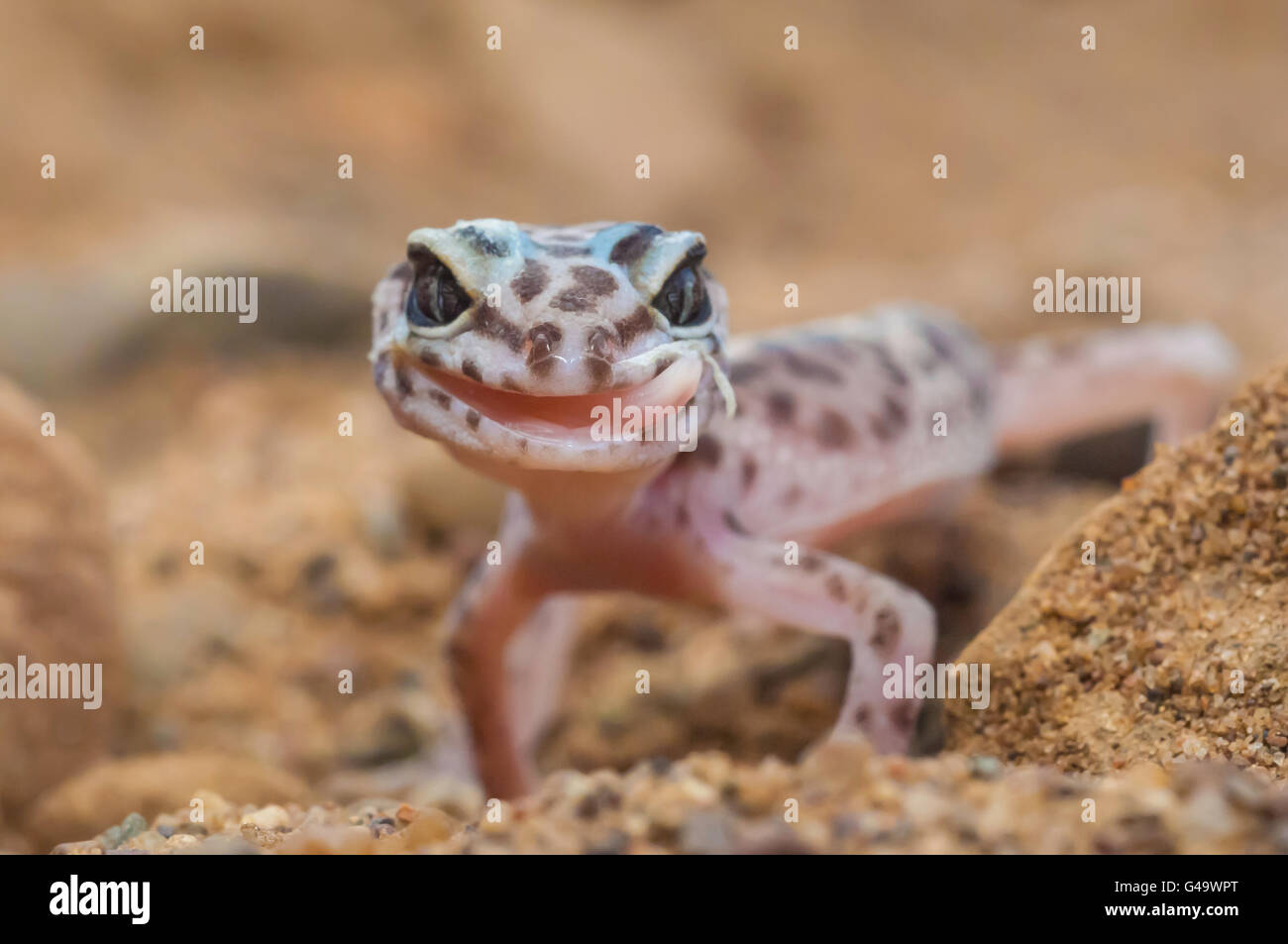 Molting leopard gecko, Eublepharis macularius, with regenerating tail ...