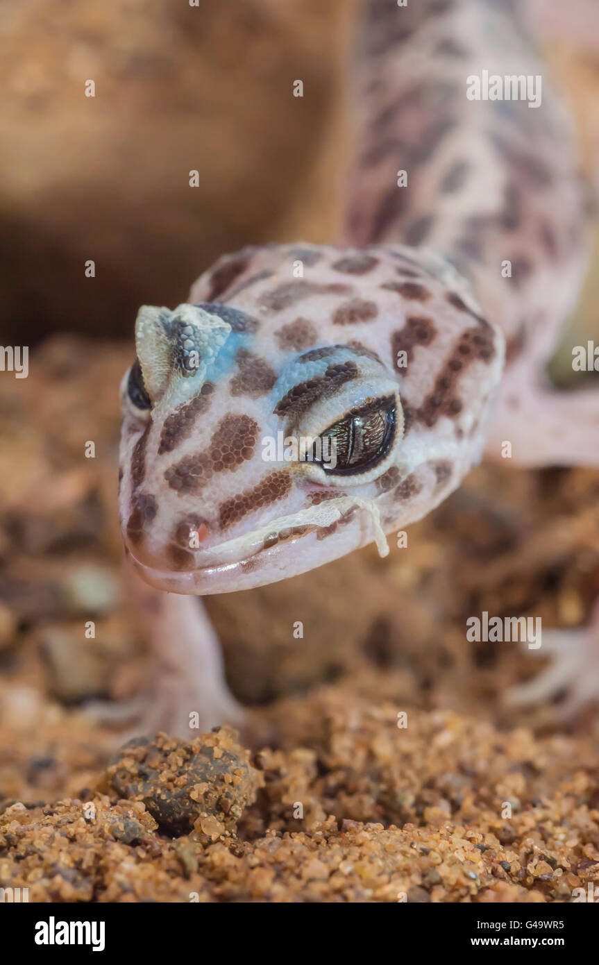 Molting leopard gecko, Eublepharis macularius, with regenerating tail ...