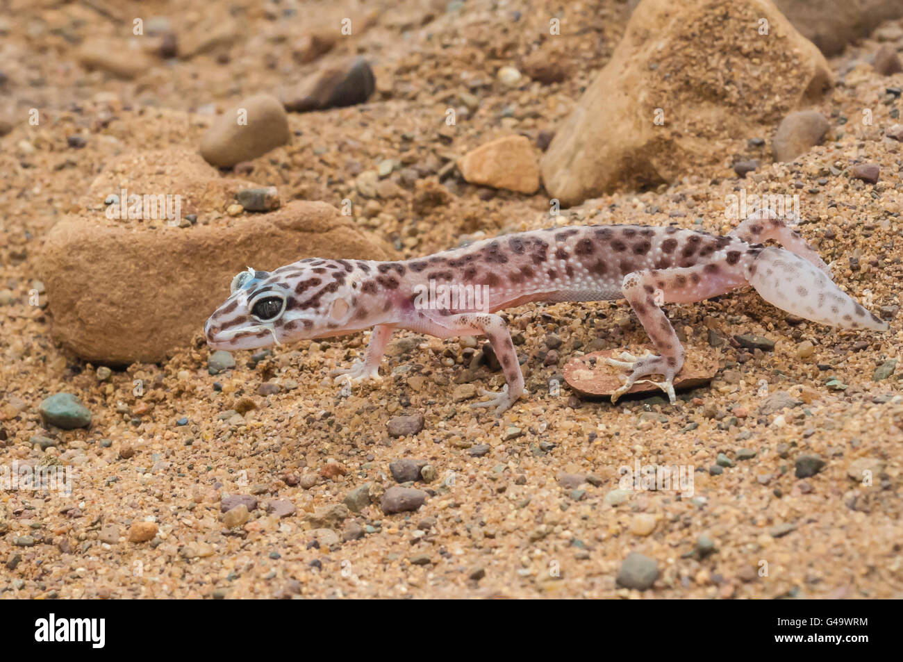 Molting leopard gecko, Eublepharis macularius, with regenerating tail ...