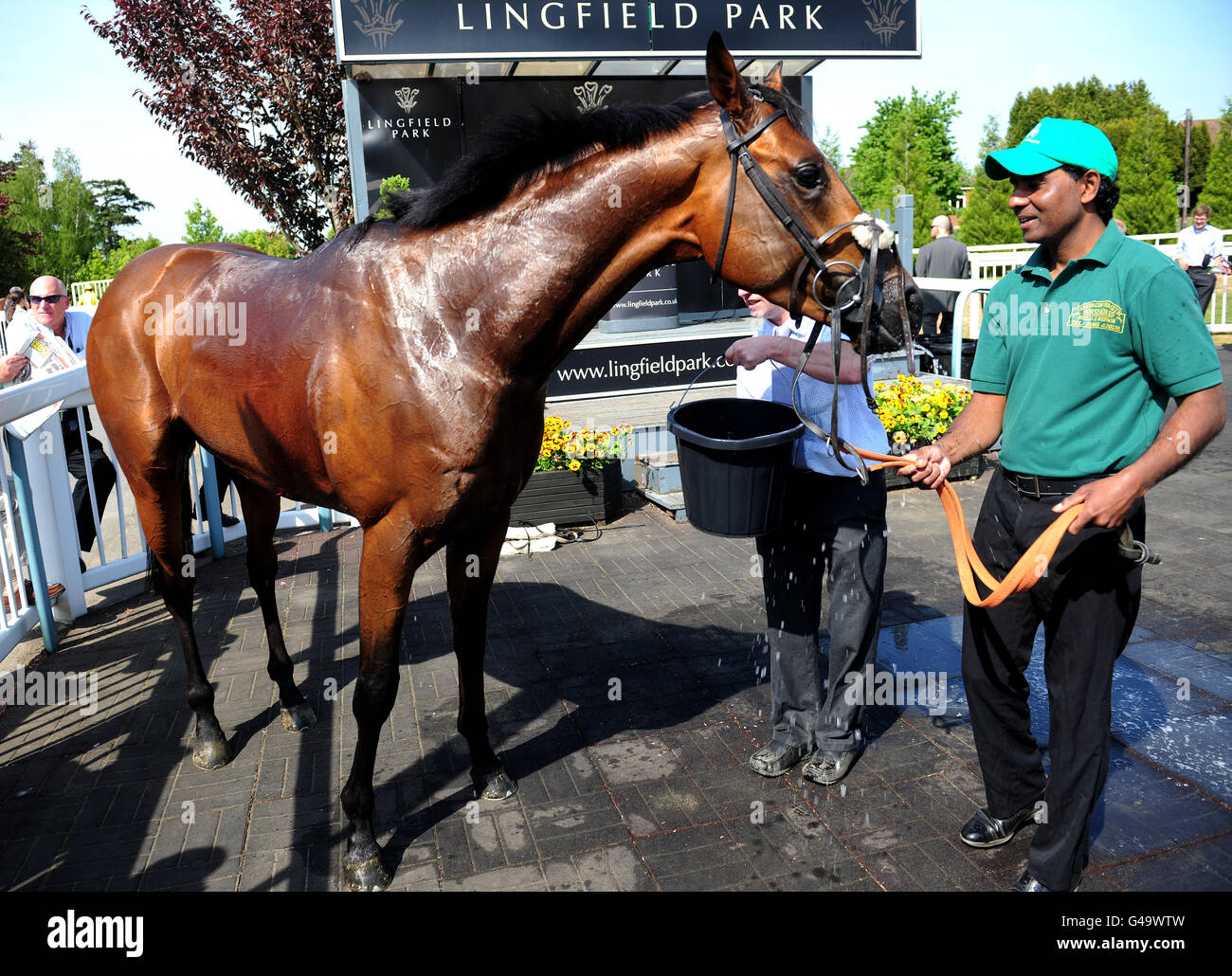 Hugely Exciting in the winners enclosure after winning the Heart's Feel ...