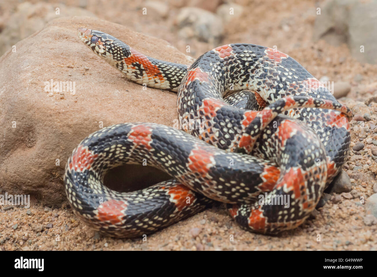 Texas long nosed snake, Rhinocheilus lecontei tessellatus, native to ...