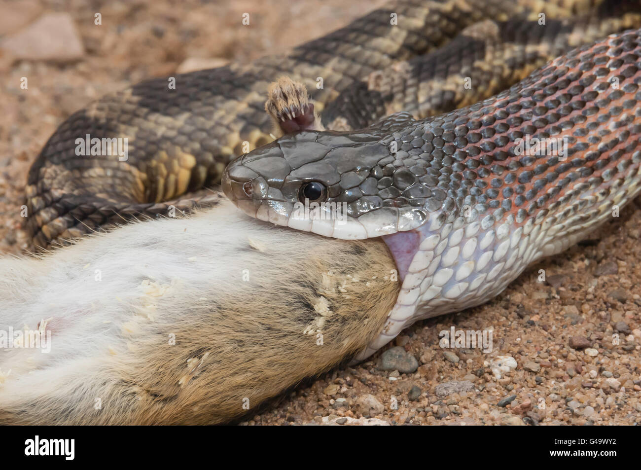 Texas black rat snake, Elaphe obsoleta obsoleta, eating eastern ...