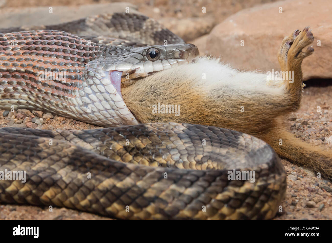 Texas black rat snake, Elaphe obsoleta obsoleta, eating eastern ...