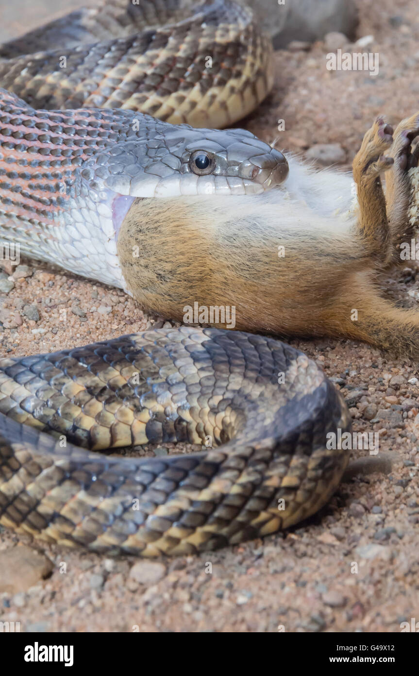 Texas black rat snake, Elaphe obsoleta obsoleta, eating eastern ...