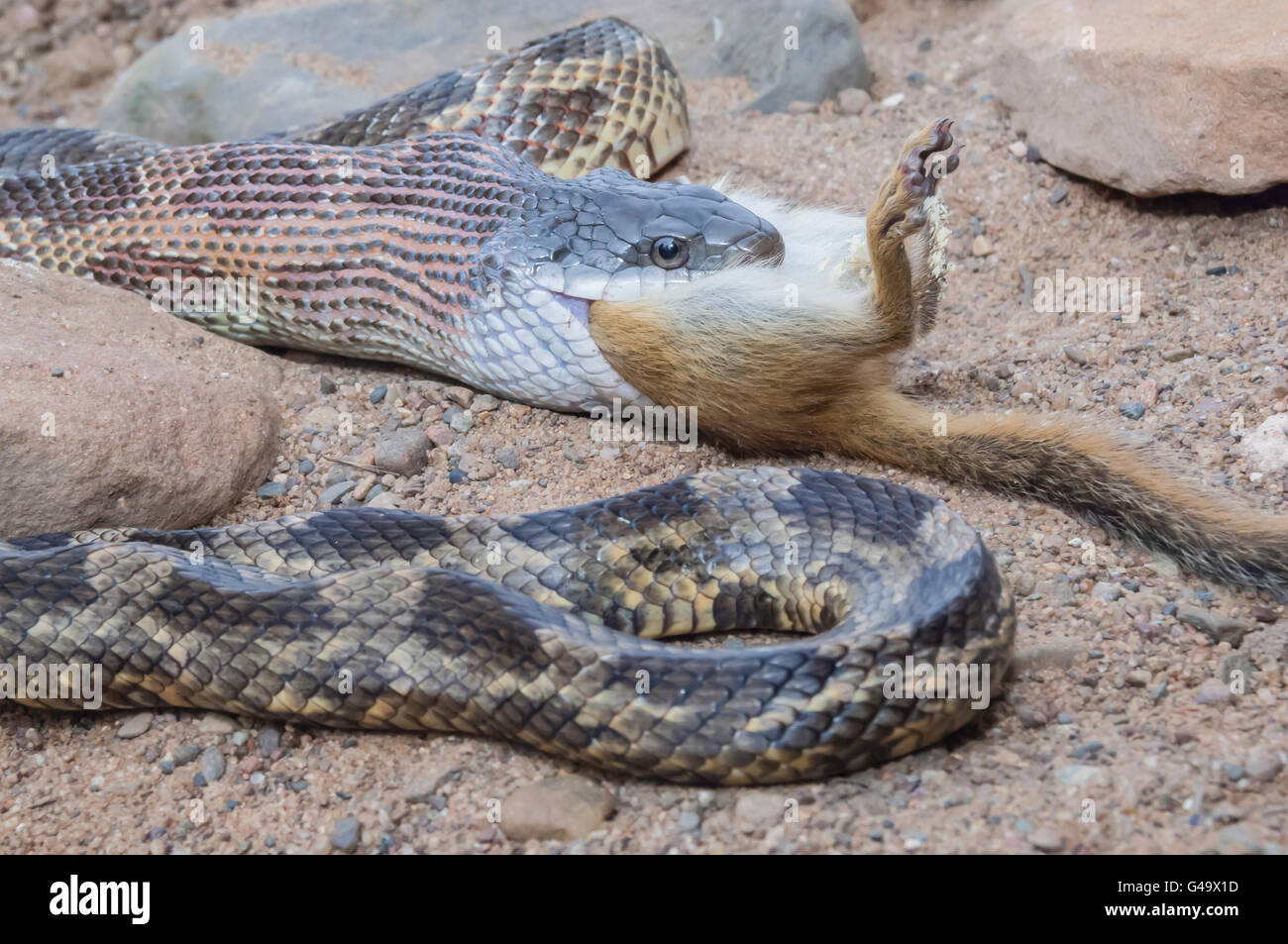Texas black rat snake, Elaphe obsoleta obsoleta, eating eastern ...