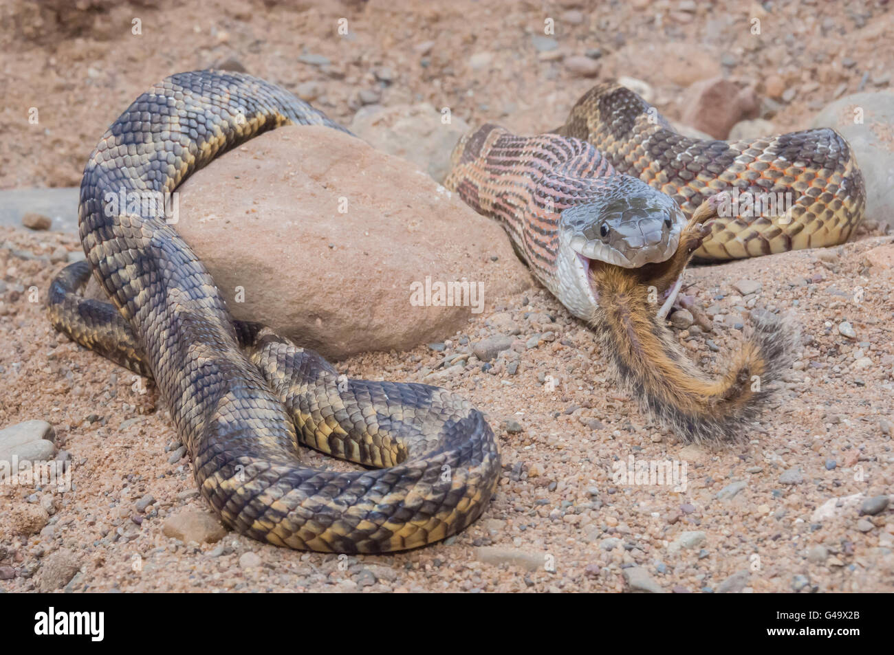 Texas black rat snake, Elaphe obsoleta obsoleta, eating eastern ...