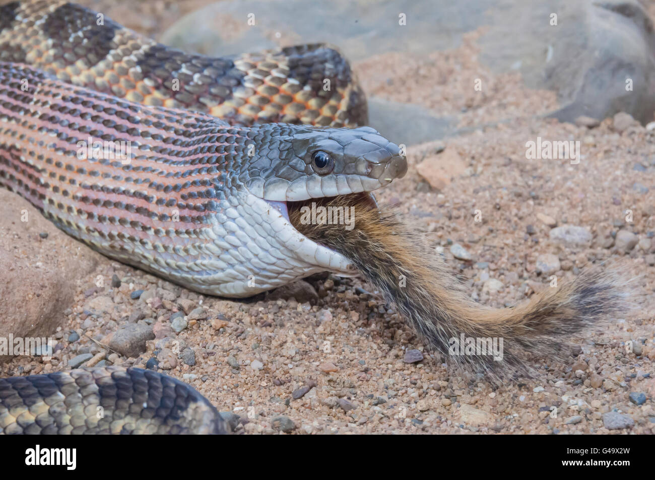 Texas black rat snake, Elaphe obsoleta obsoleta, eating eastern ...