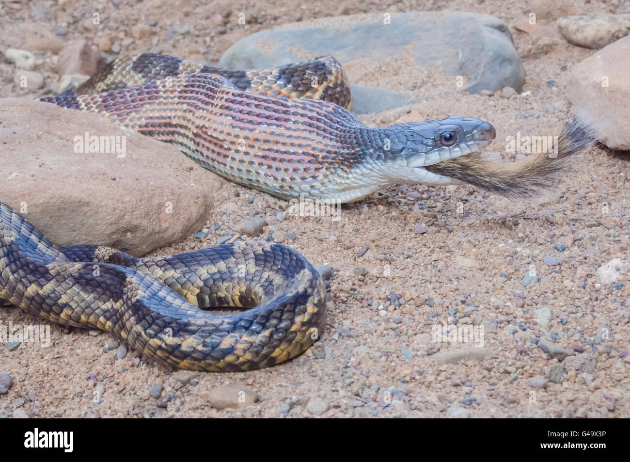 Texas black rat snake, Elaphe obsoleta obsoleta, eating eastern ...