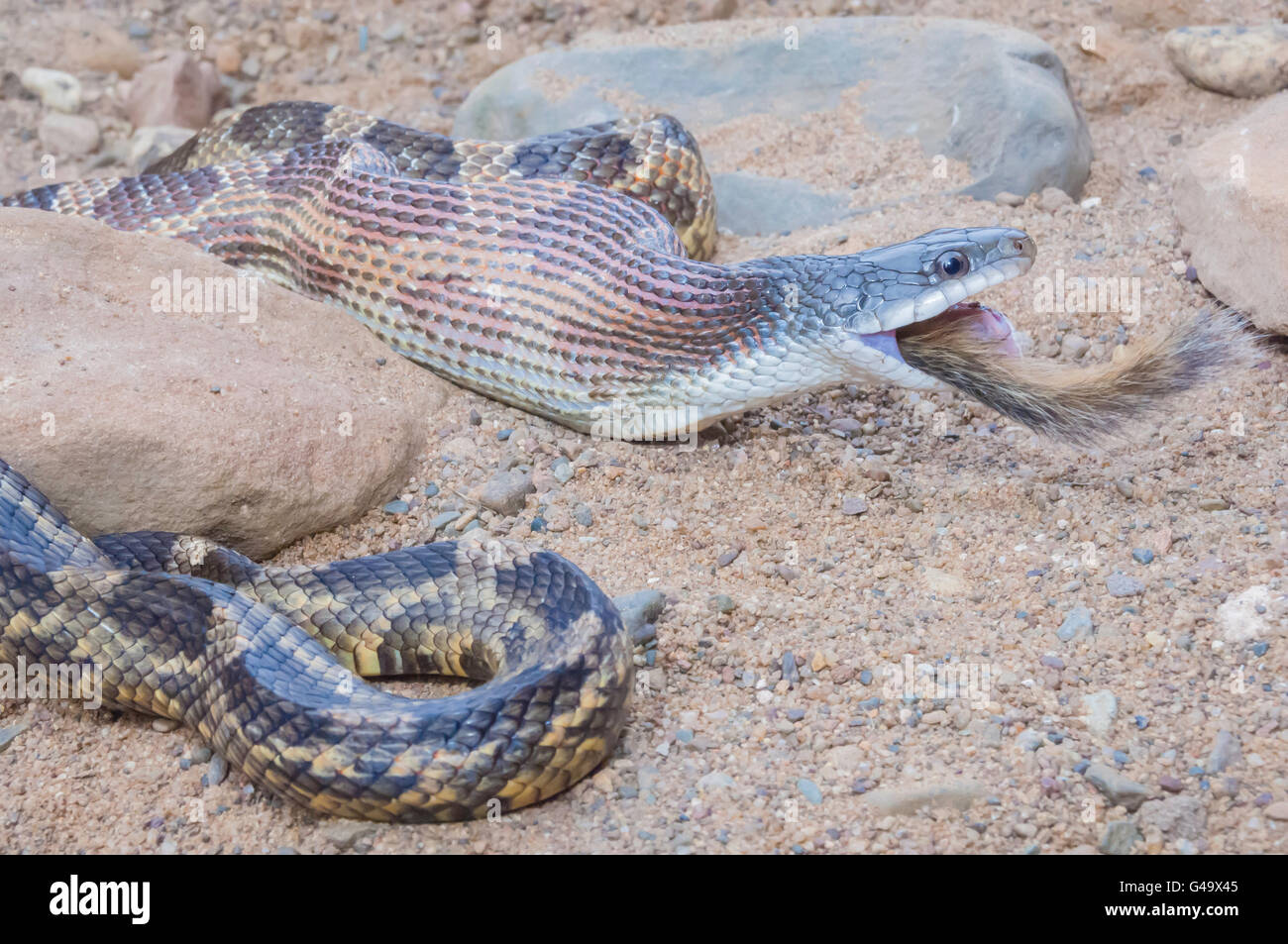 Texas black rat snake, Elaphe obsoleta obsoleta, eating eastern ...