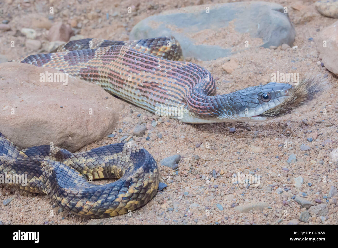 Texas black rat snake, Elaphe obsoleta obsoleta, eating eastern ...