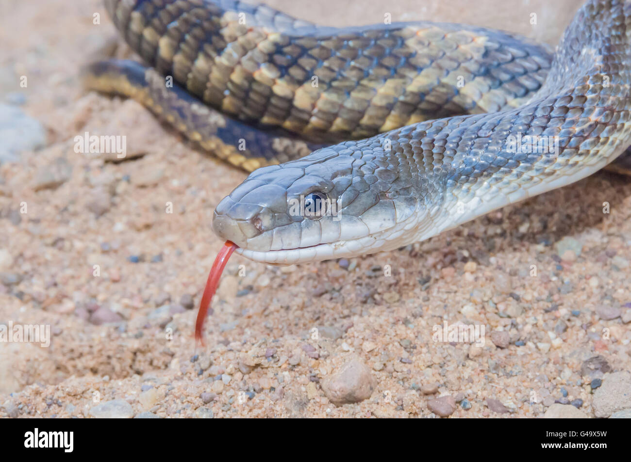 Texas black rat snake, Elaphe obsoleta obsoleta, native to North ...